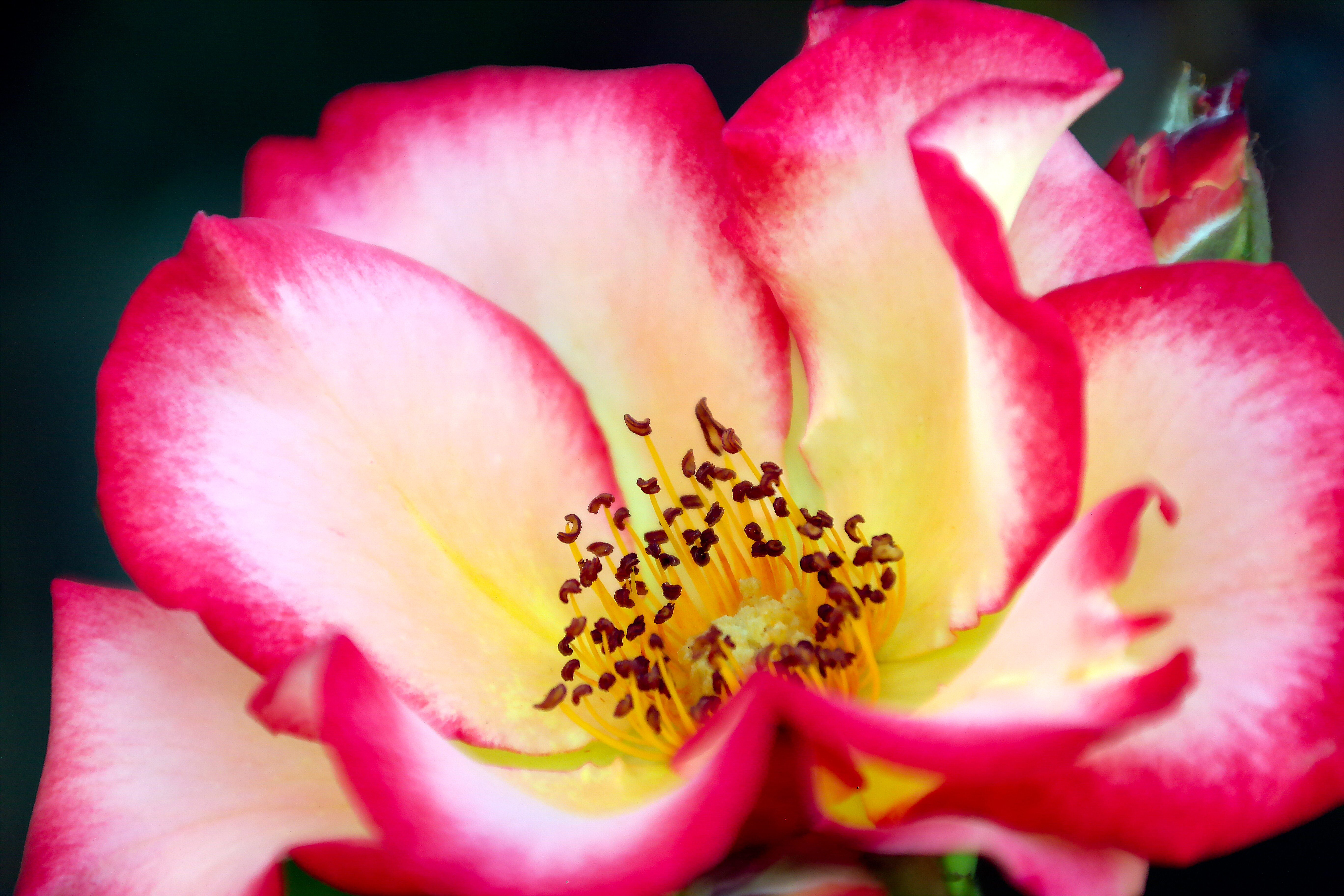 International Test Rose Garden Portland Oregon – HilaryStyle