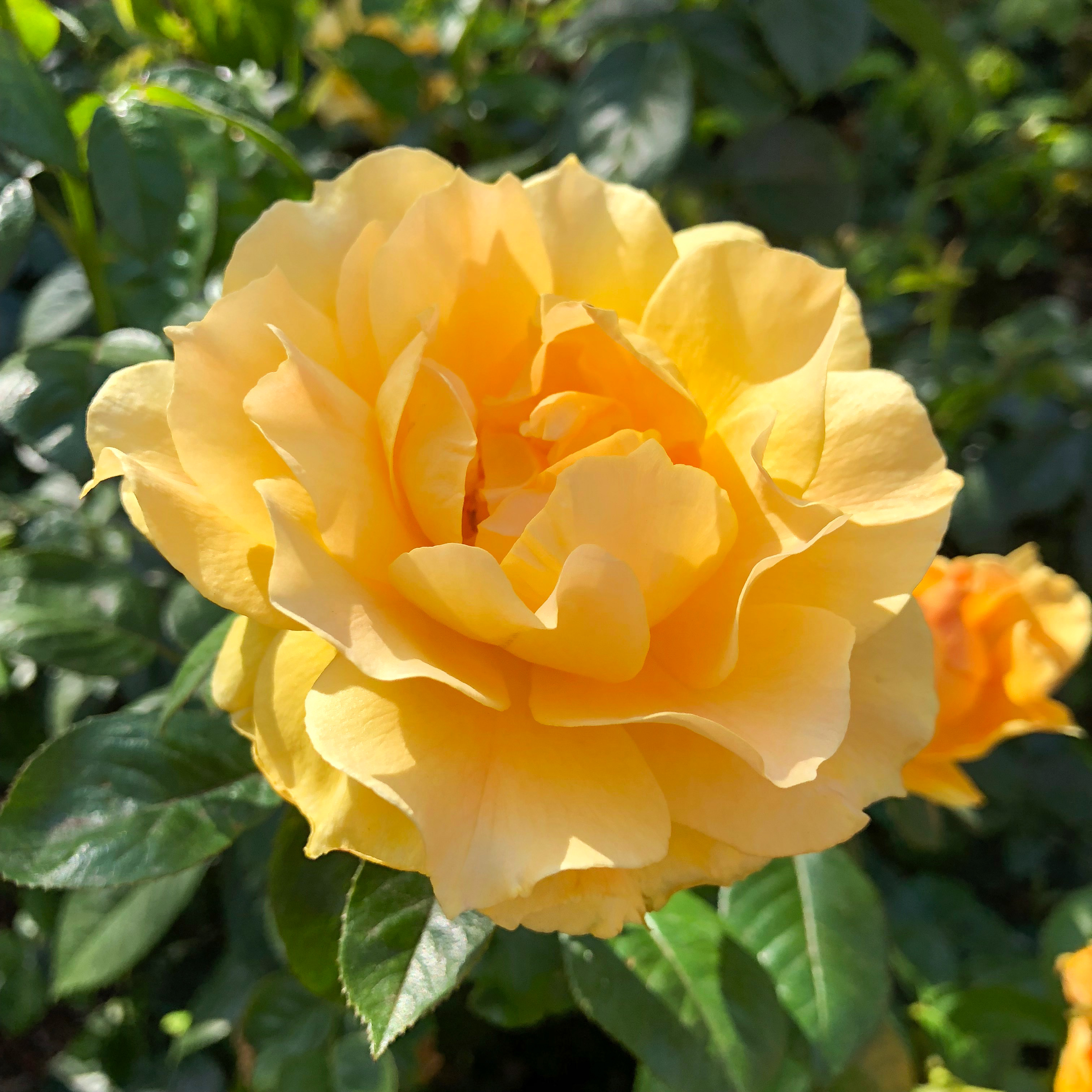 Portland Rose Garden-7668International Test Rose Garden Portland Oregon ...